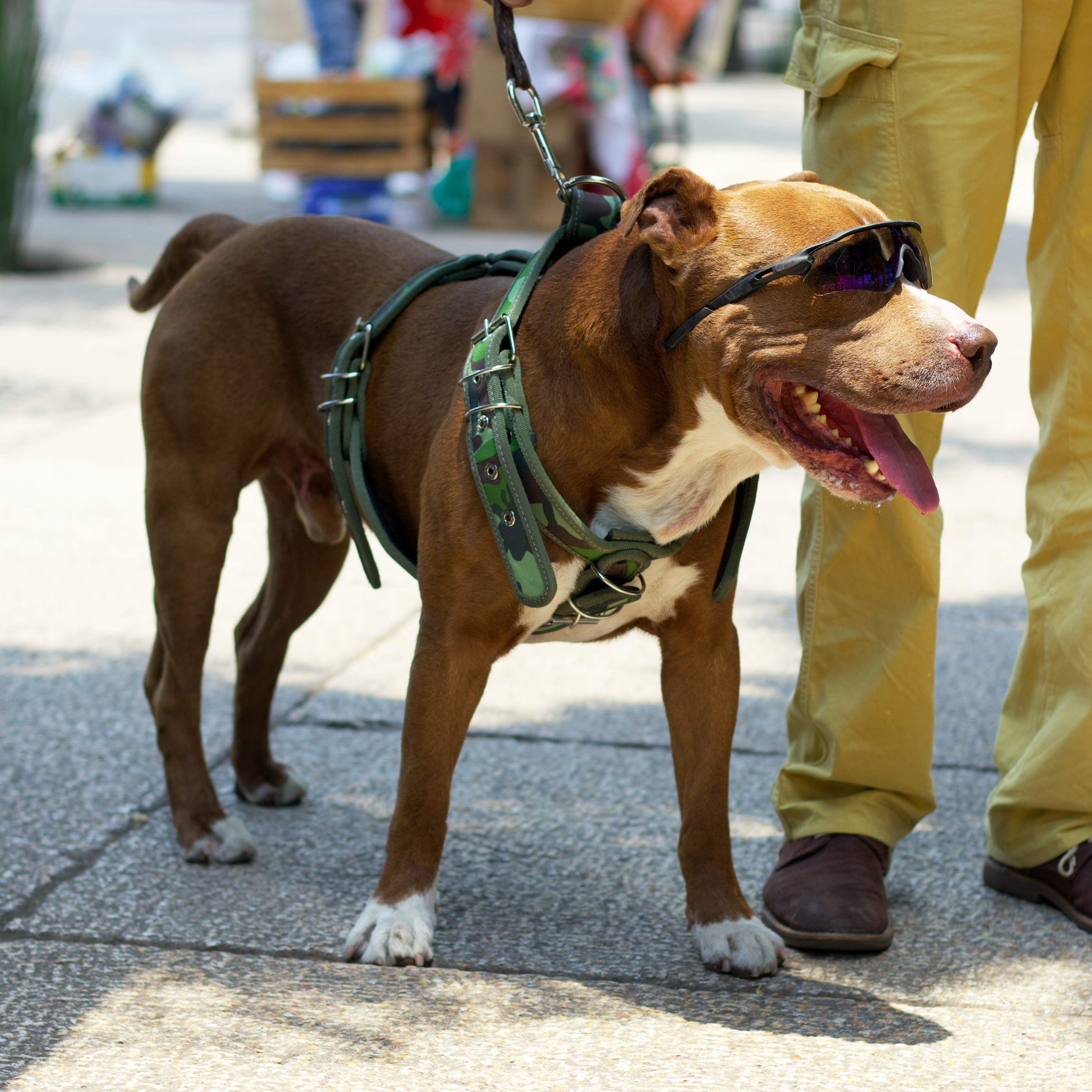 Come scegliere il cane perfetto per il tuo stile di vita: guida ...